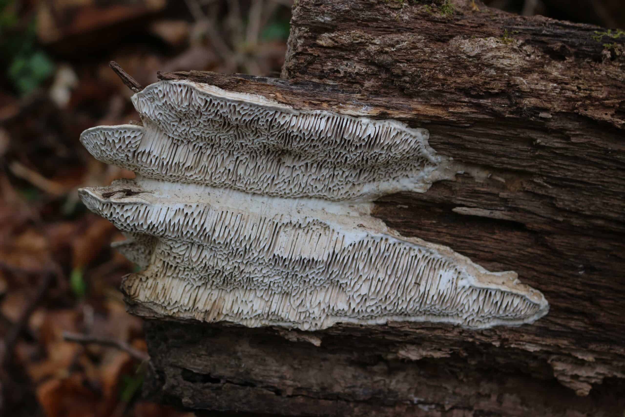 CR Sortie du 2-avril-23 | Société Mycologique de Montgeron