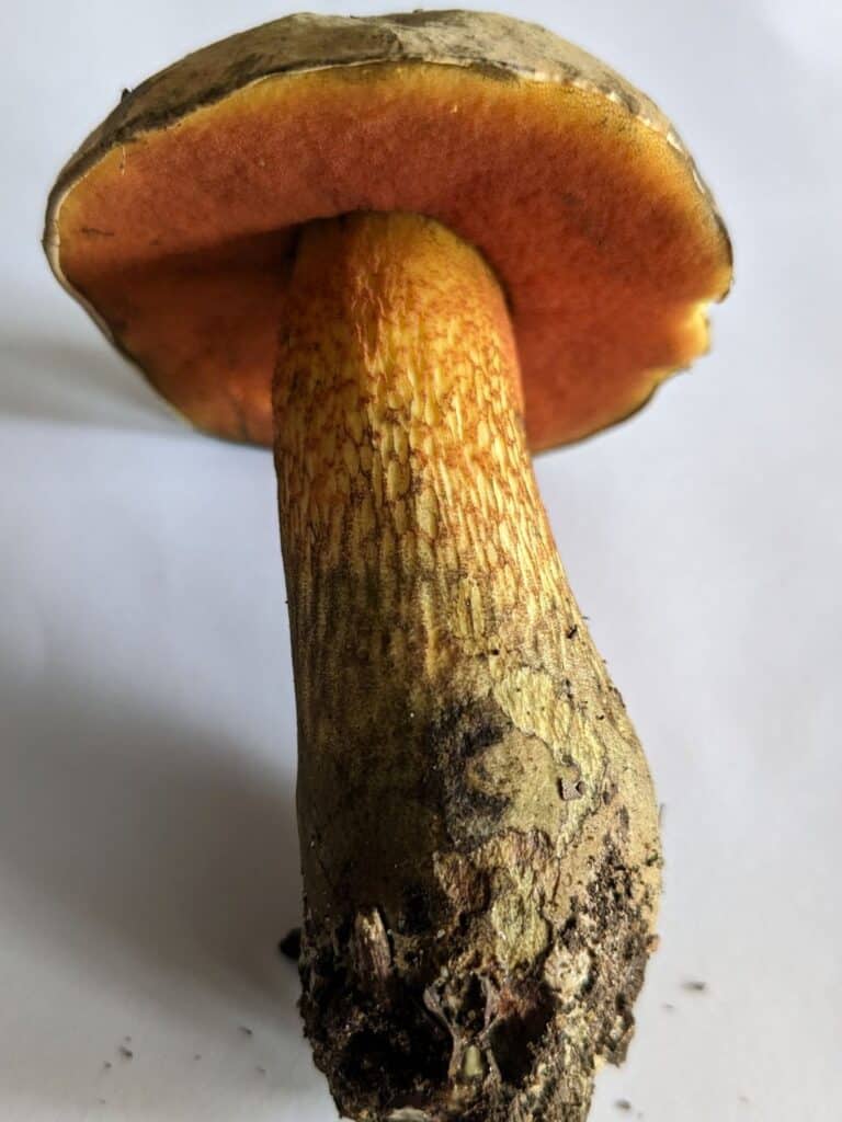 Suillellus luridus – Bolet Blafard | Société Mycologique de Montgeron